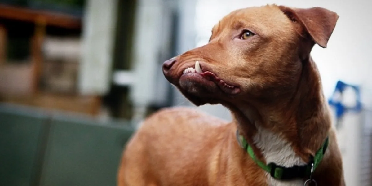 Conocé a Picasso, el perro que se salvó de ser sacrificado | Filo News