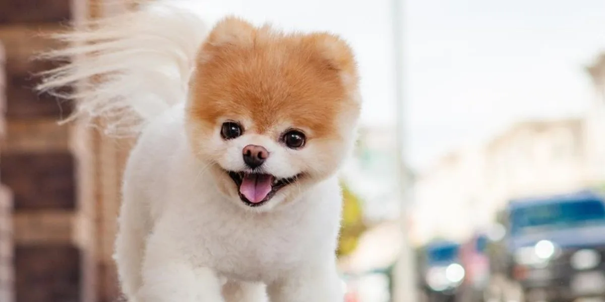¡Adorables! Estos son los perritos más populares y trendy de Instagram ...