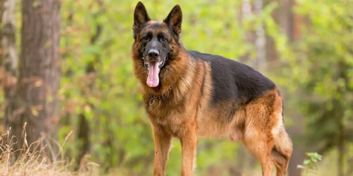 La historia del héroe canino por el que se celebra el "Día Nacional del ...
