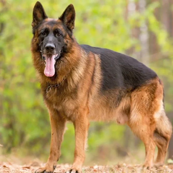 La historia del héroe canino por el que se celebra el "Día Nacional del ...
