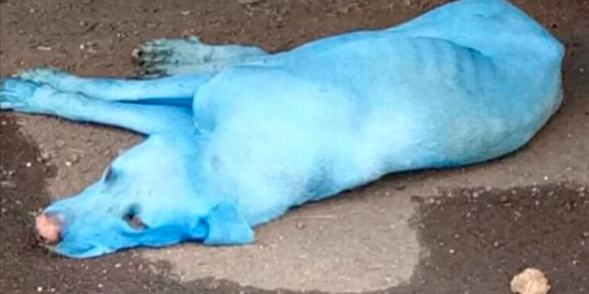 ¿Por qué los perros amanecieron azules en India? | Filo News