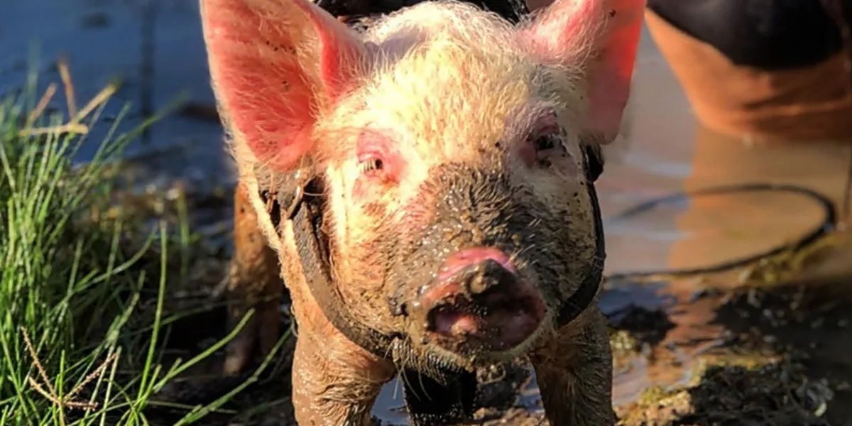¡Impactante! ¿quién es la famosa que tiene un chancho de mascota ...