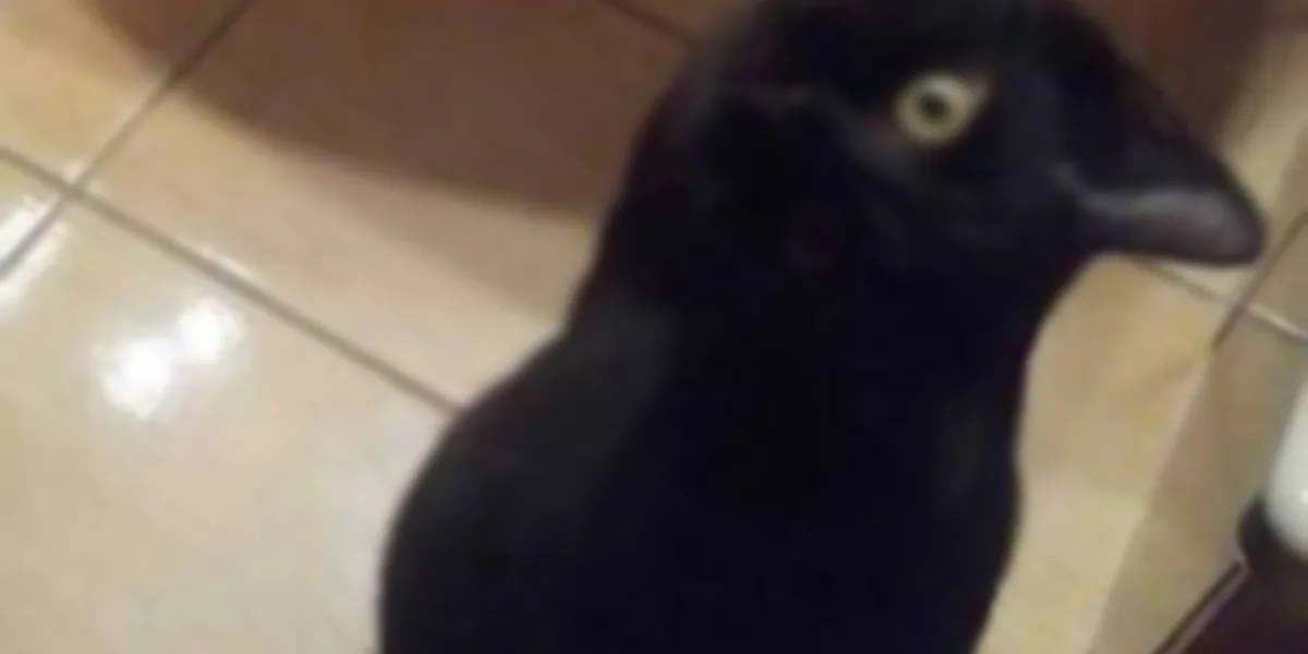 ¿Vos qué ves, un cuervo de perfil o un gato negro? | Filo News