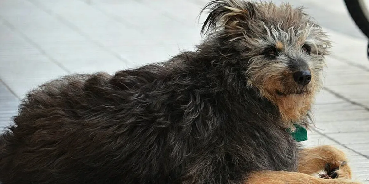 Bahía Blanca conmovida por la partida de "Cachi", el perro callejero ...