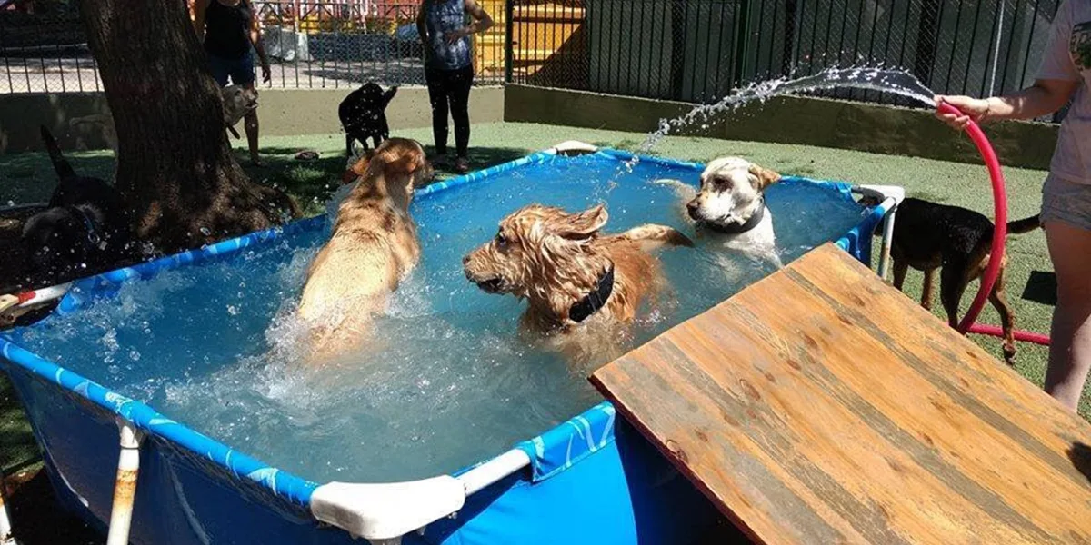 Confiscaron una pileta para perros que había en un canil de Parque ...