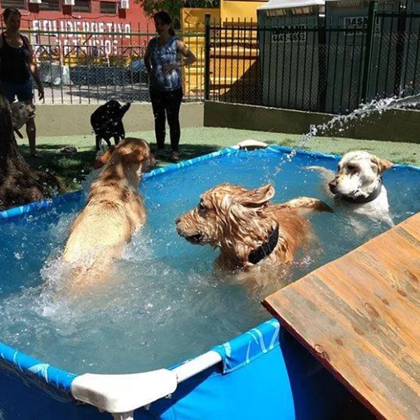 Confiscaron una pileta para perros que había en un canil de Parque ...