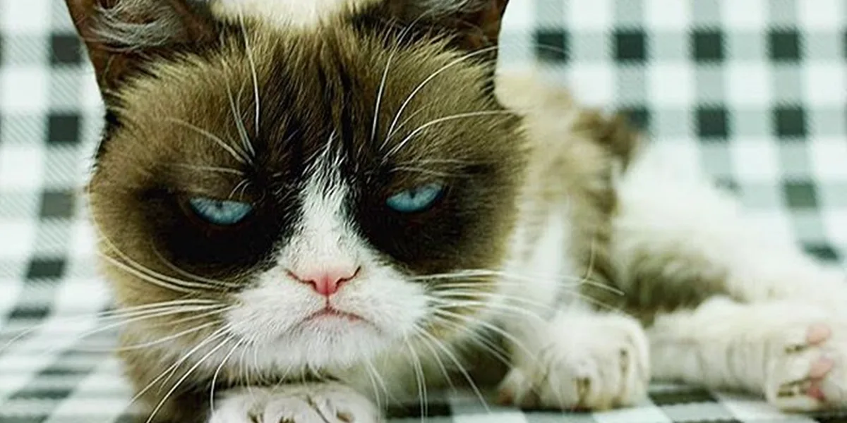 Adiós a los memes: murió Grumpy Cat, la famosa gata de Internet | Filo News