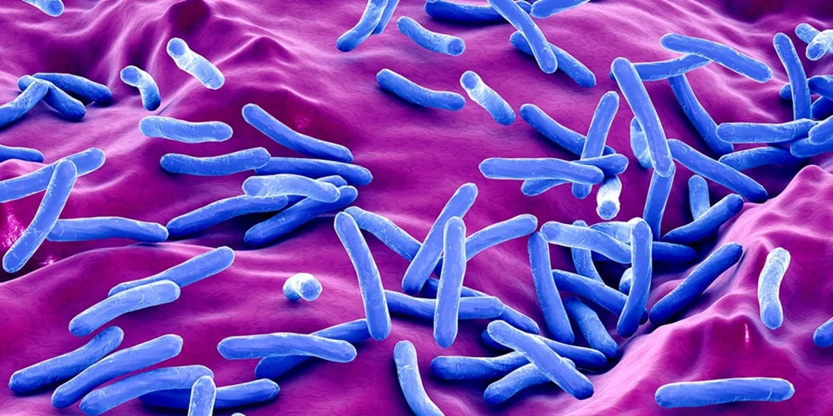 Descubren una nueva cura para la cepa más resistente de tuberculosis ...