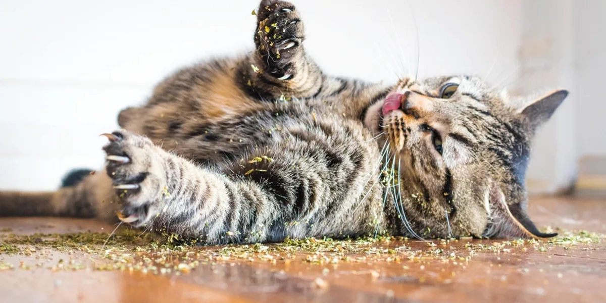 ¿Gatos que se drogan? Sí: gatos que se drogan | Filo News