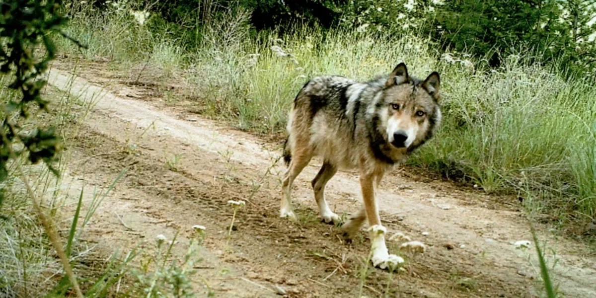 Buscan voluntarios para levantar caca de lobo | Filo News