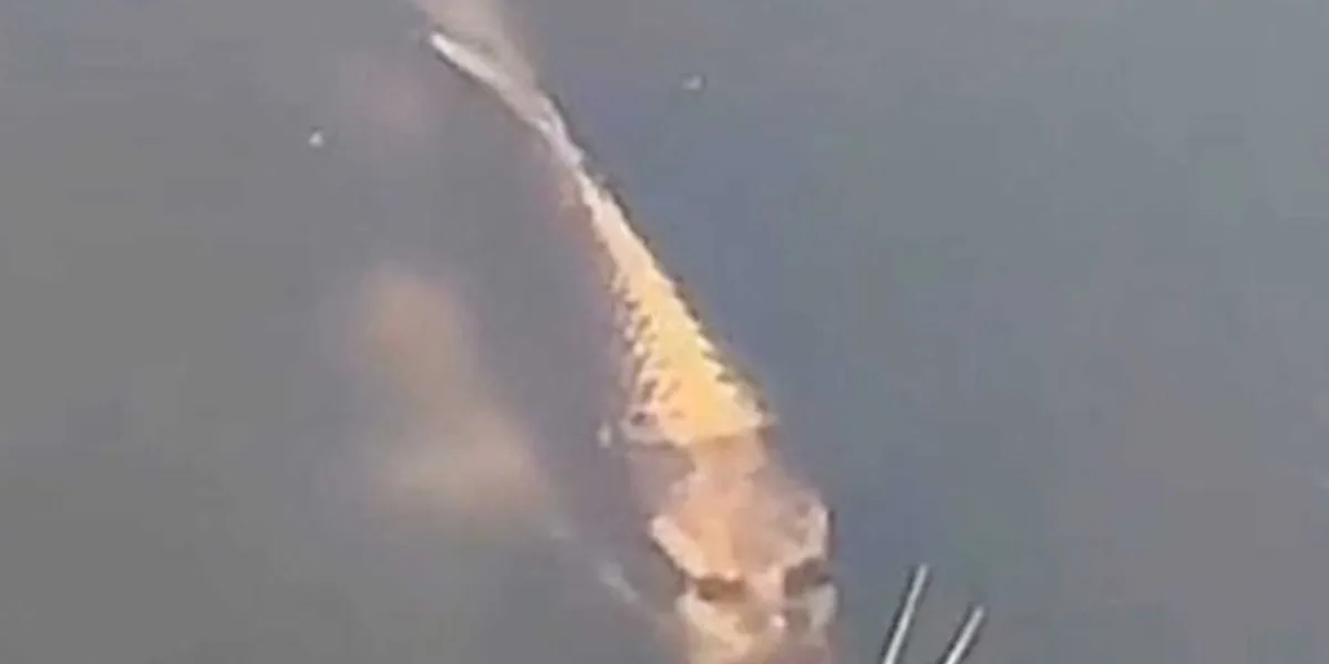 Video: encontraron un pez con cara humana | Filo News