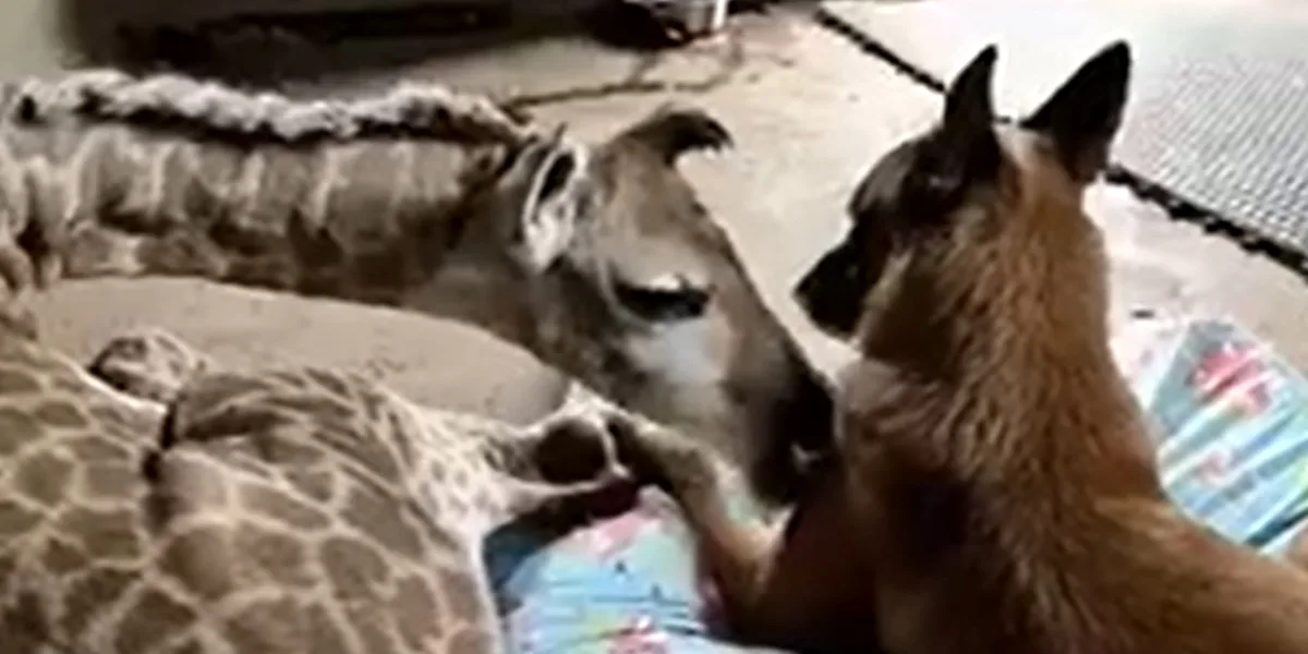 La conmovedora historia del perro que cuida a una jirafa bebé | Filo News