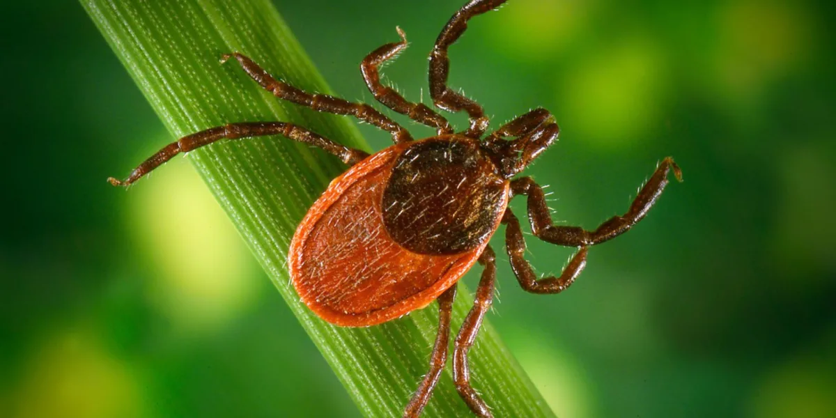 ¿Qué es la enfermedad de Lyme que padece Justin Bieber? | Filo News