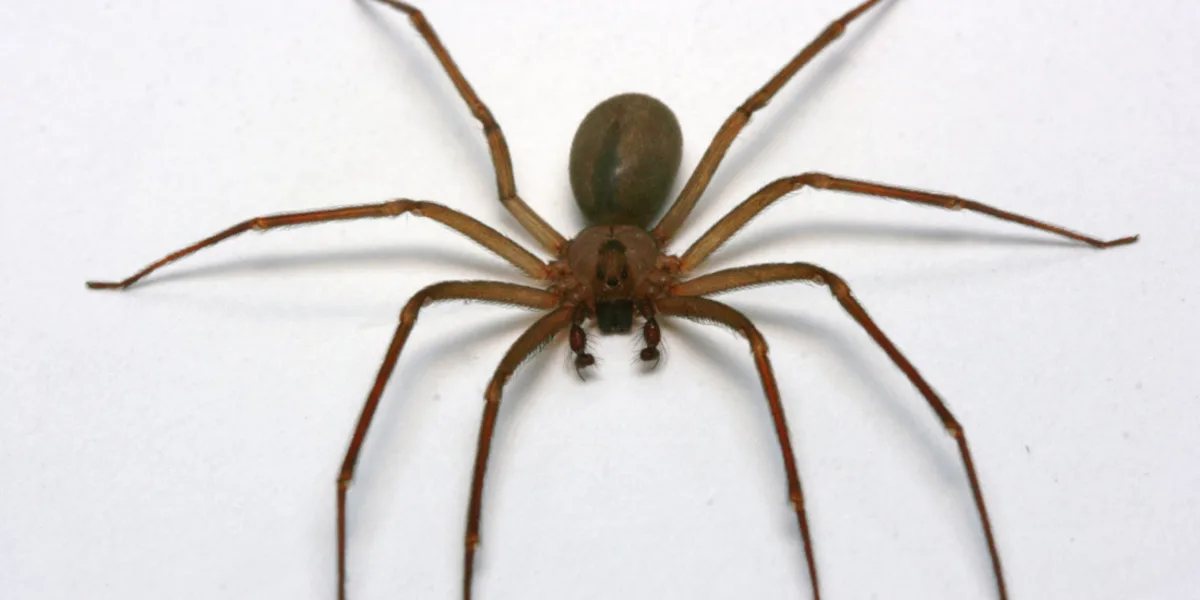 ¿Cómo reconocer a la araña de rincón y qué hacer en caso de picadura ...