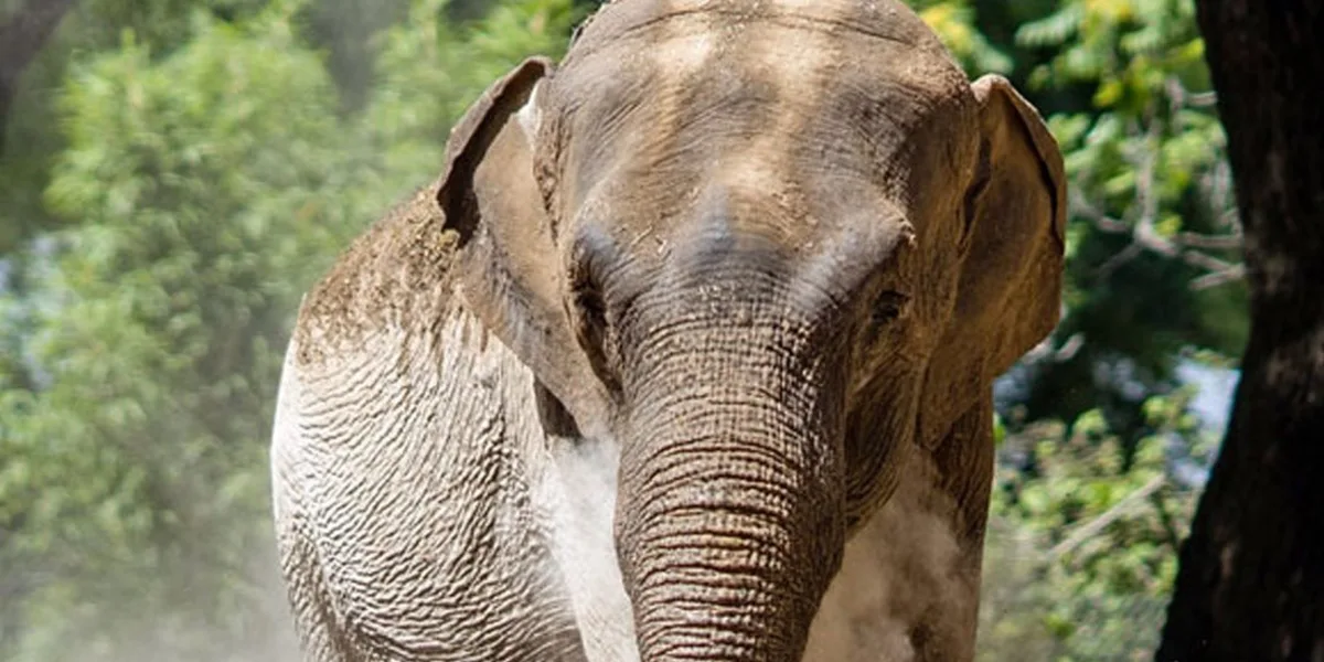 La elefanta Mara llegó a Brasil: conocé los detalles del santuario ...