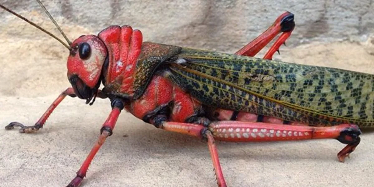 Un insecto gigante apareció en el patio de una casa | Filo News