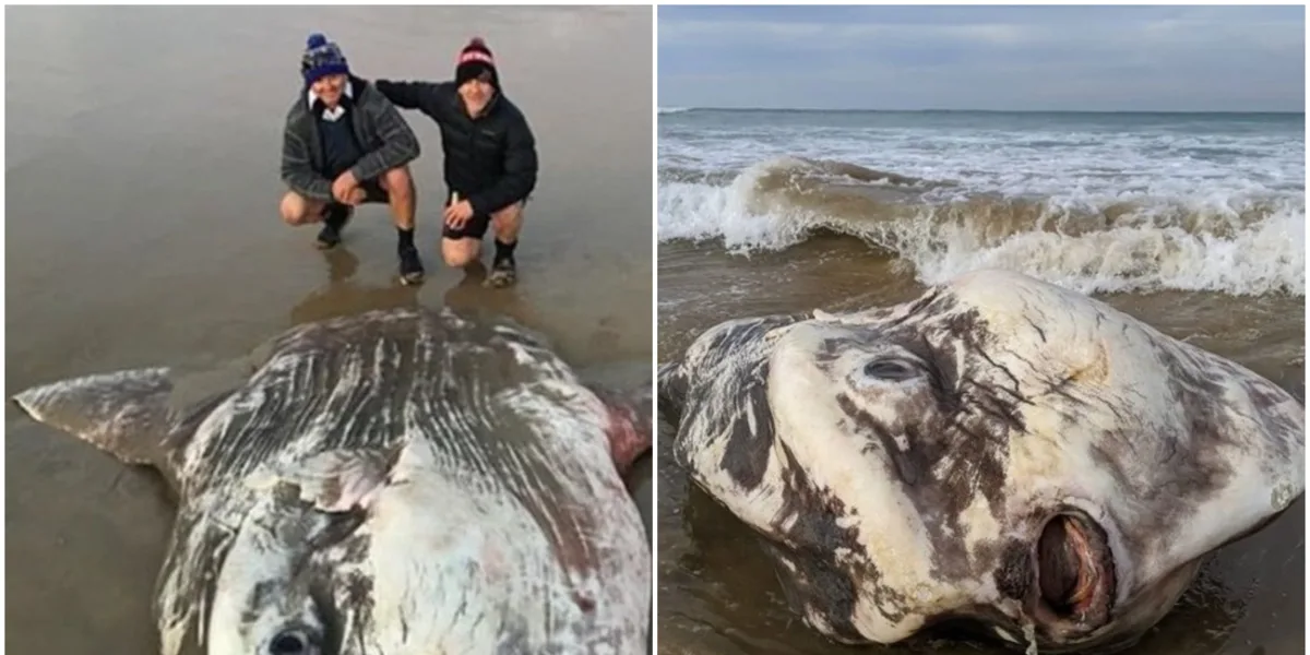 Imágenes: el extraño pez que apareció en una playa de Australia | Filo News