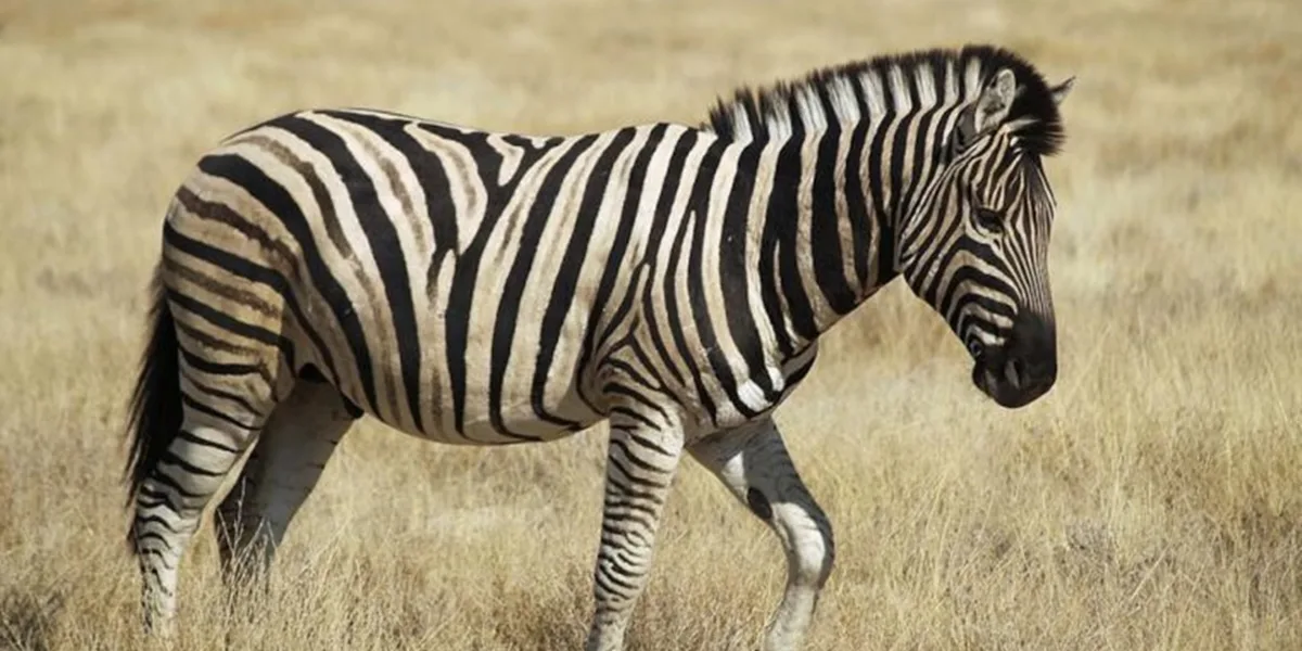 Investigadores argentinos de la UBA lograron clonar embriones de cebra ...