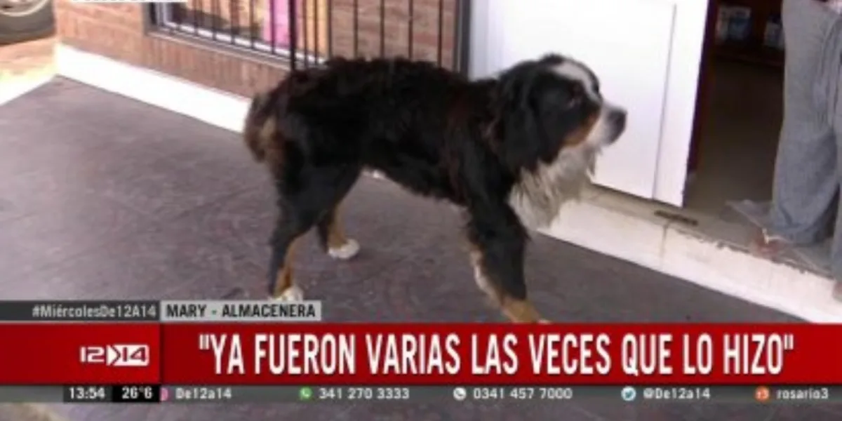 Conocé la historia de Emo: el perro que roba en el almacén y tiene ...