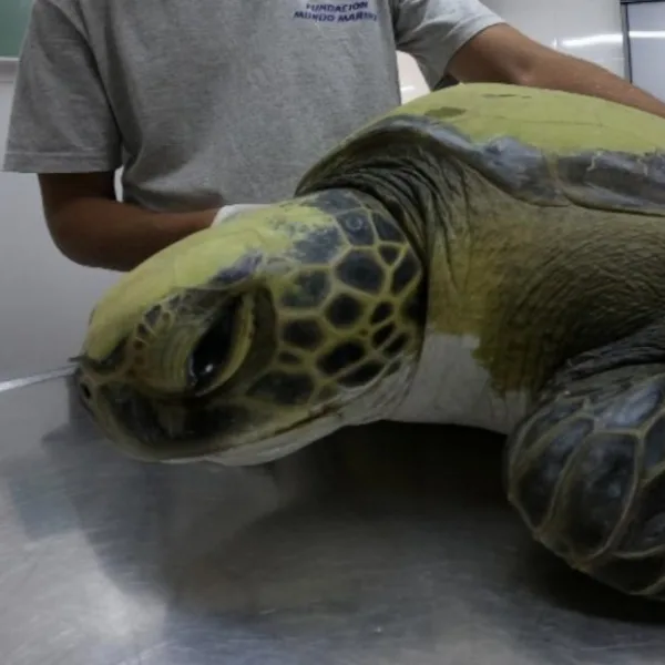 Regresan al mar con éxito una tortuga cabezona de 59 kilos que quedó ...