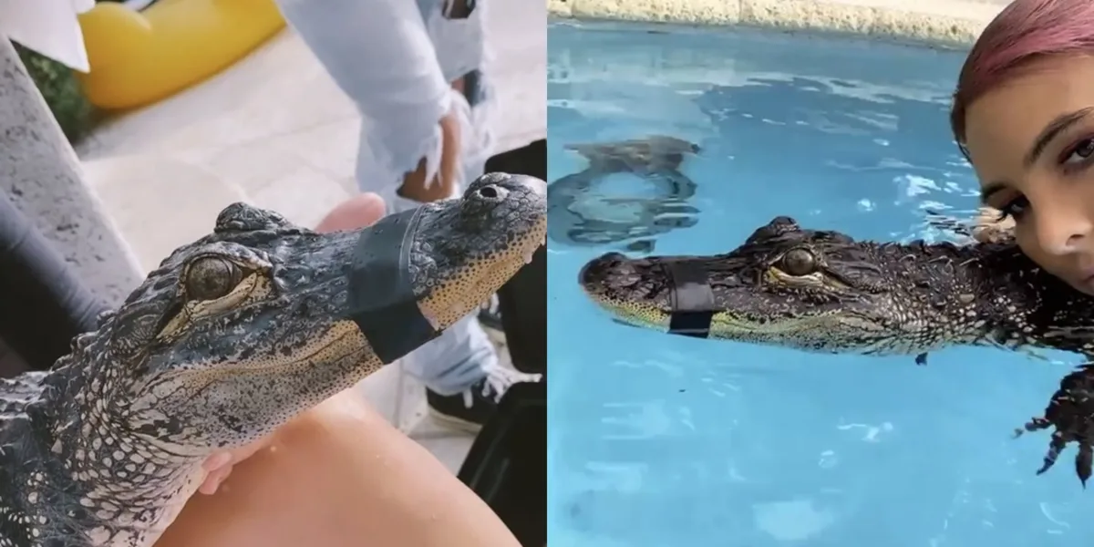 Acusan a Lele Pons y a Stefi Roitman por maltrato animal | Filo News