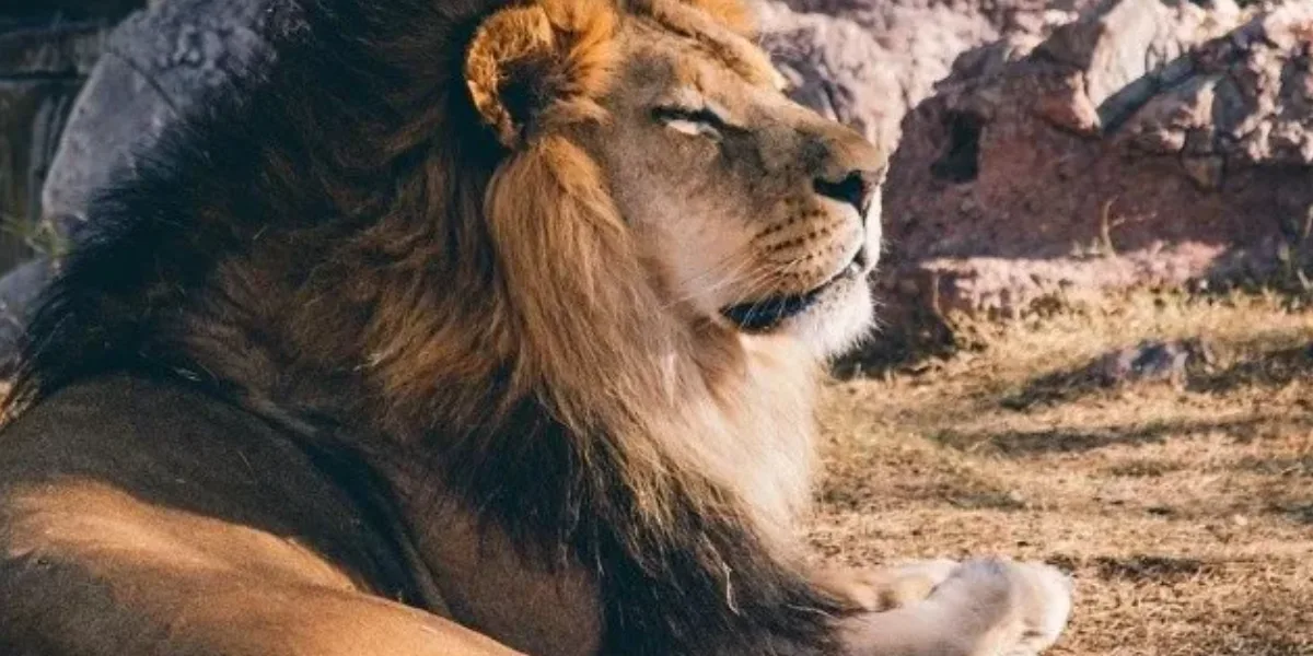 Un león fue castrado ya que tuvo 5 crías con dos leonas diferentes ...