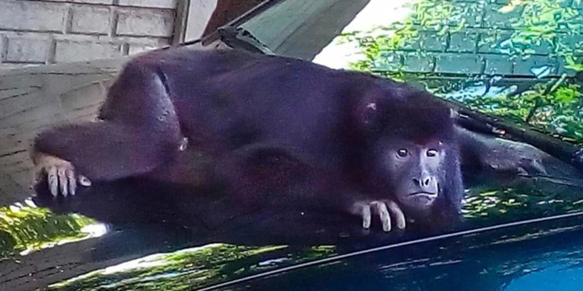 La Plata: Apareció un mono suelto por los techos de Barrio Jardín ...