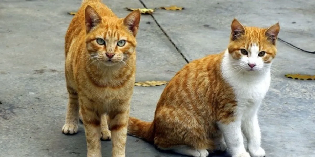 Santa Fe: un hombre deberá pagar $300 mil pesos por asesinar a un gato ...