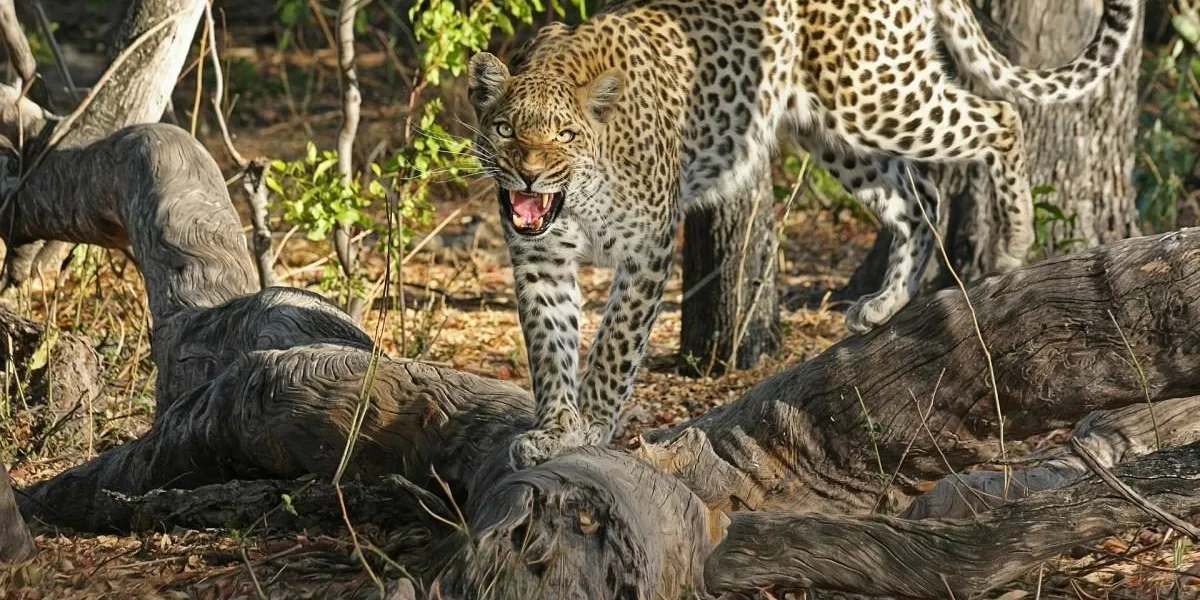 Una modelo fue atacada por un leopardo en plena sesión de fotos | Filo News