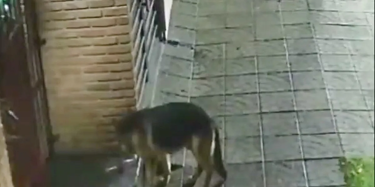 Video: el insólito robo de un perro que se volvió viral | Filo News