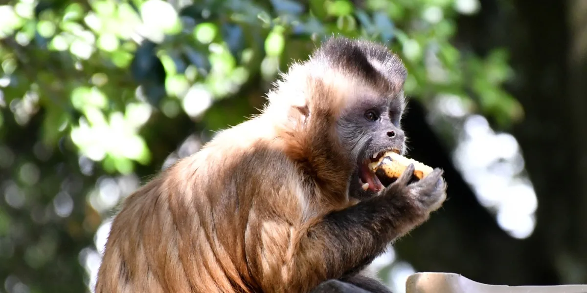 Así es Proyecto Carayá, un santuario en Córdoba donde vivirá el mono ...