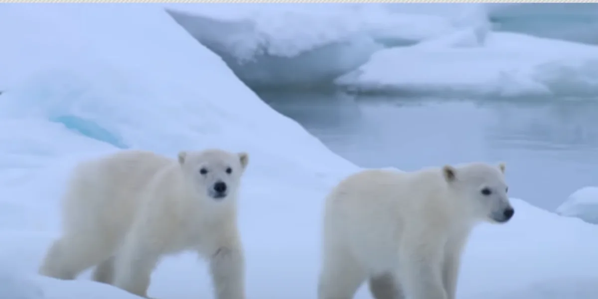 Disney+ estrenará "Osa Polar" una producción para ayudar a la especie ...