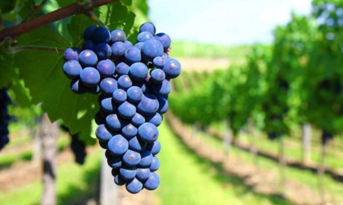 Un emblema nacional: Argentina y el mundo celebran al Malbec | Filo News
