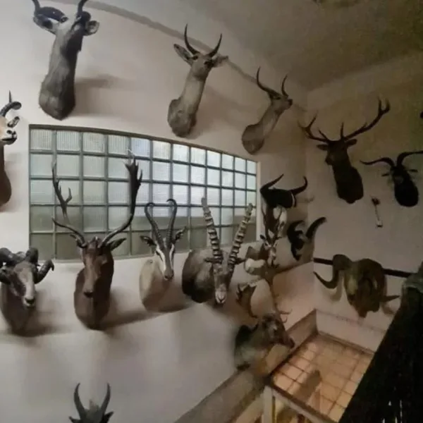 Encontraron más de 50 animales exóticos embalsamados en la fábrica ...