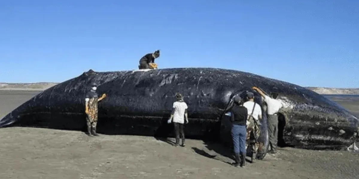 Hallaron toxinas de "marea roja" en las ballenas que murieron en Chubut | Filo News
