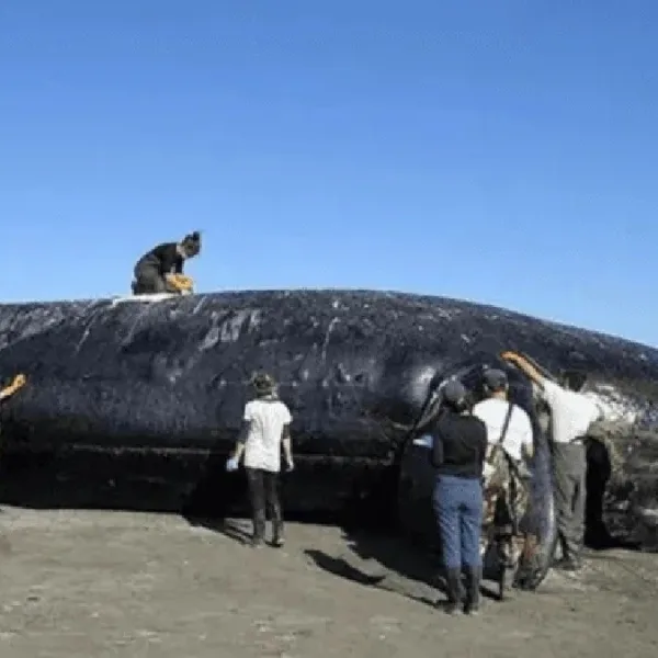 Hallaron toxinas de "marea roja" en las ballenas que murieron en Chubut | Filo News