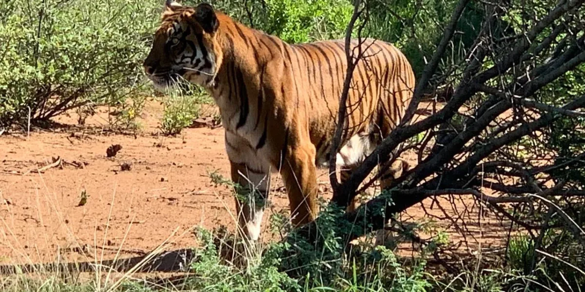 Al igual que CABA, La Plata transforma su zoológico y traslada animales ...