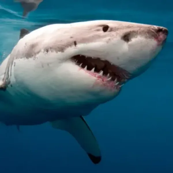 Bahamas: una mujer murió atacada por un tiburón mientras practicaba remo | Filo News