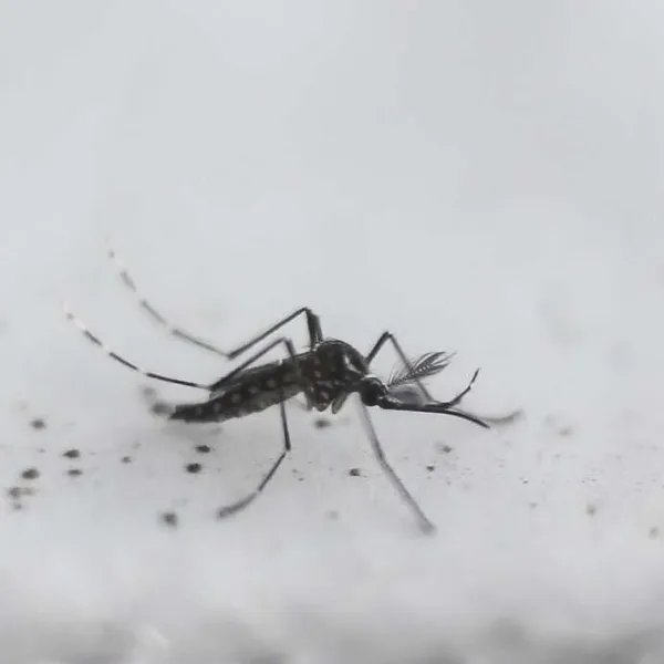 San Luis: detectaron el primer caso de dengue autóctono | Filo News San Luis: detectaron el primer caso de dengue autóctono | Filo News