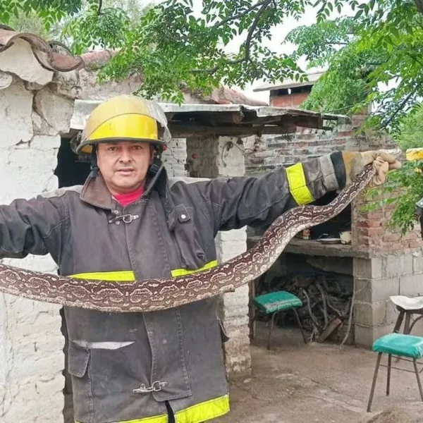 Córdoba: hallaron una boa de dos metros en la entrada de un country ...