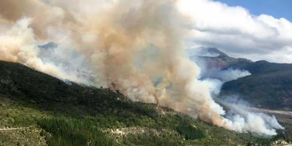 ¿Por qué es importante el cuidado de los bosques? | Filo News