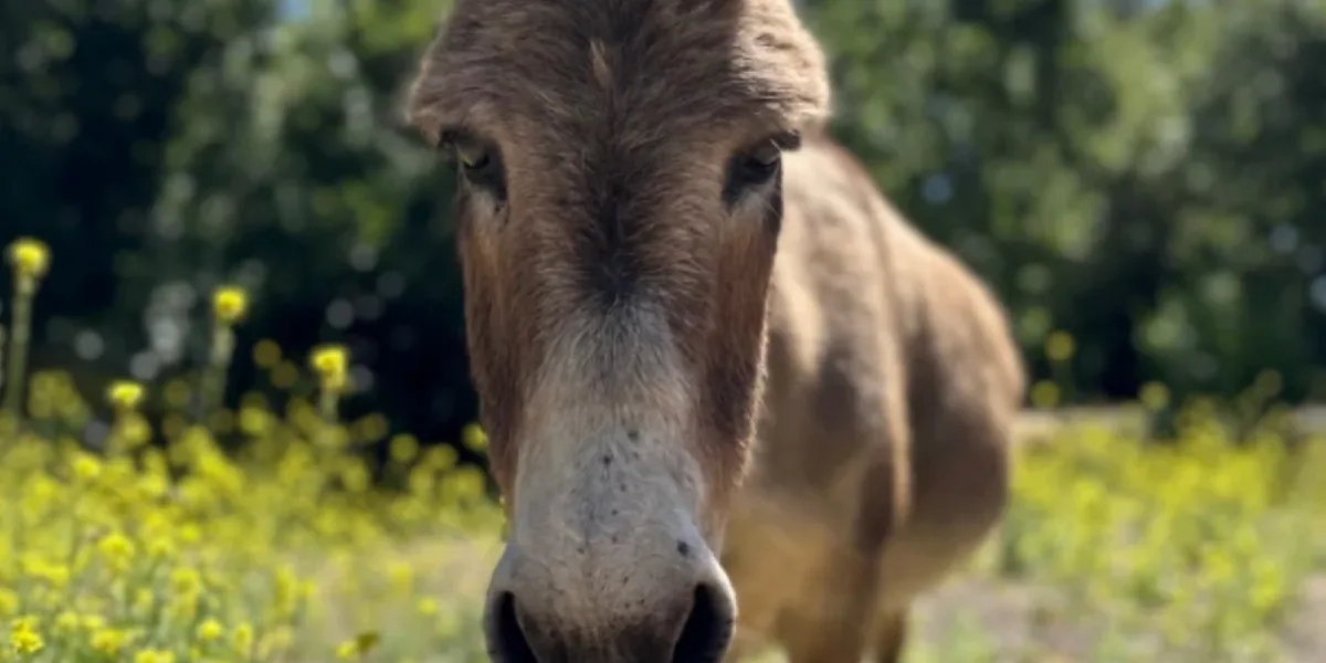 Falleció Perry, el animal que inspiró el personaje de "Burro" en Shrek ...