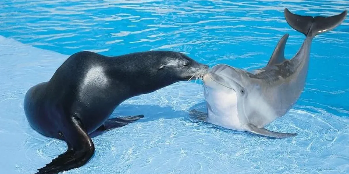 Piden que los animales del Aquarium de Mar del Plata sean llevados a ...