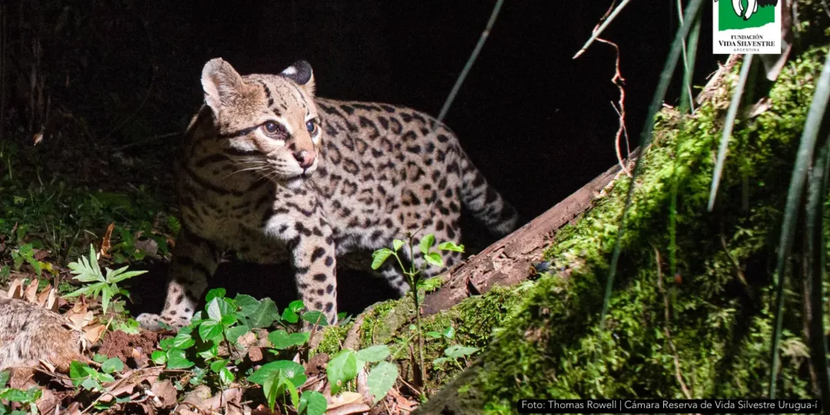 Huellita, la ocelote más longeva del mundo vive en Misiones | Filo News